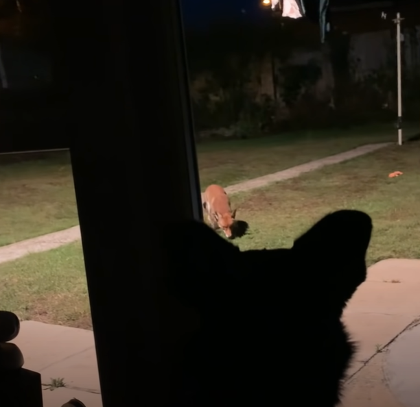 Woman witnesses magical fox encounter in her backyard
