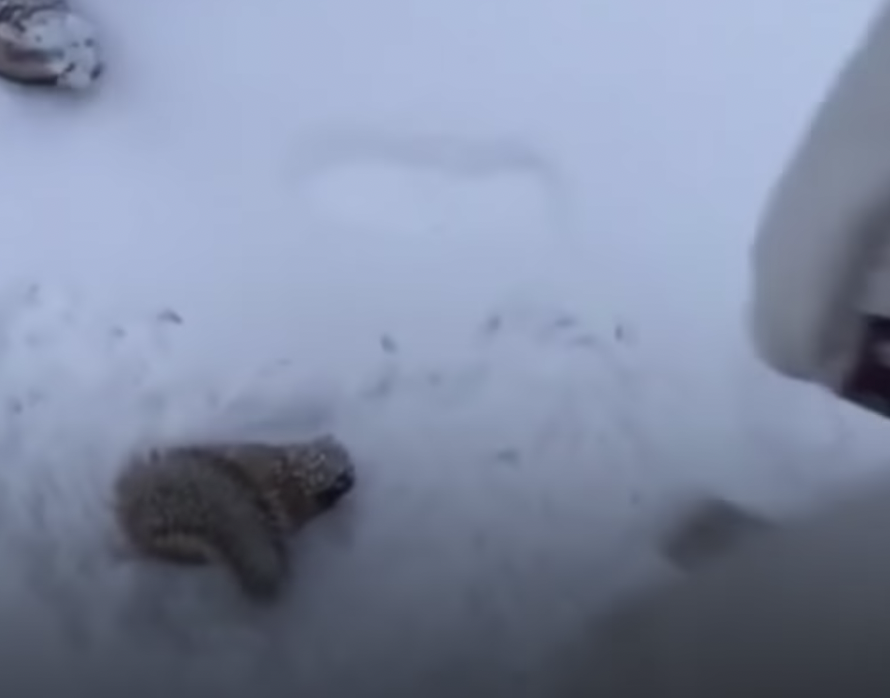Students rescue frozen squirrel