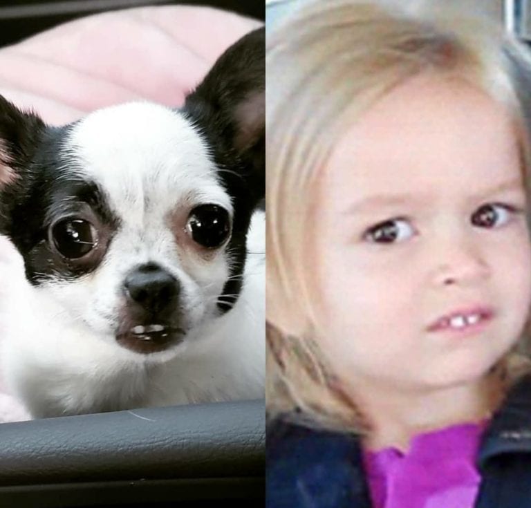 People are posting side by side pics of their dogs look alikes and we ...