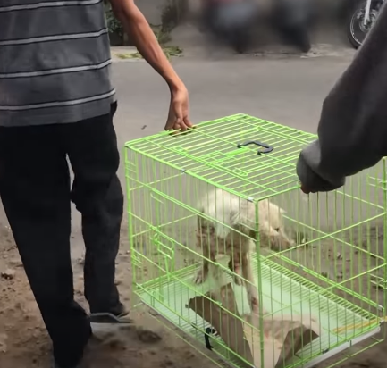 Sick street dog can’t stop wagging tail when rescuer comes to save her
