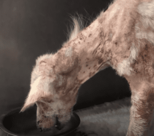 Sick street dog can’t stop wagging tail when rescuer comes to save her