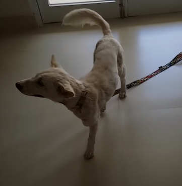 Sick street dog can’t stop wagging tail when rescuer comes to save her