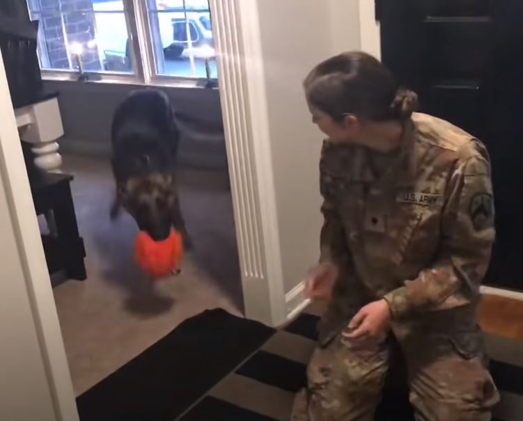 Solider Returns Home But German Shepherd Doesn’t Recognize Her At First