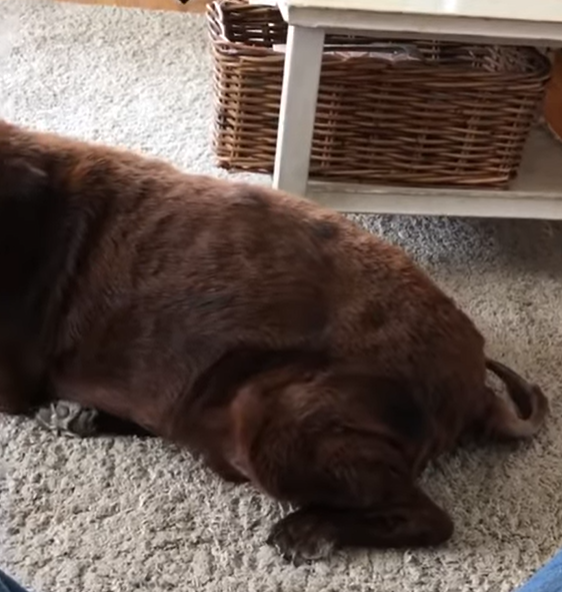 Owner records footage of dog farting louder than any human he’s ever heard