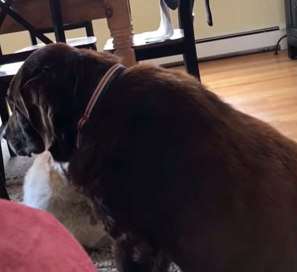 Owner records footage of dog farting louder than any human he’s ever heard