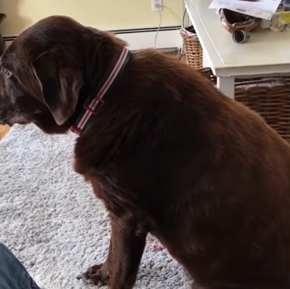 Owner records footage of dog farting louder than any human he’s ever heard