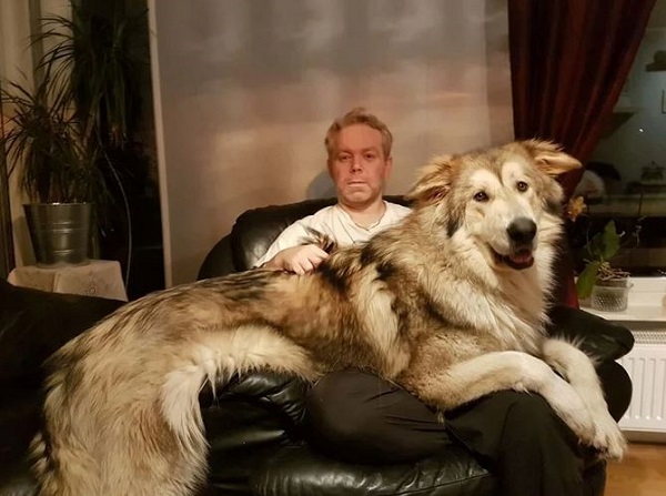 50 Dogs Who Are Giants But Full Of Cuddles