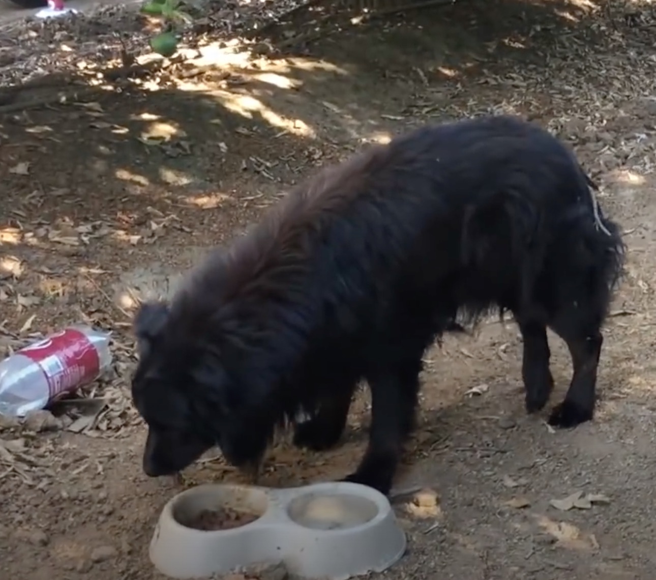 Stray dog keeps running away from rescuer until man discovers his secret