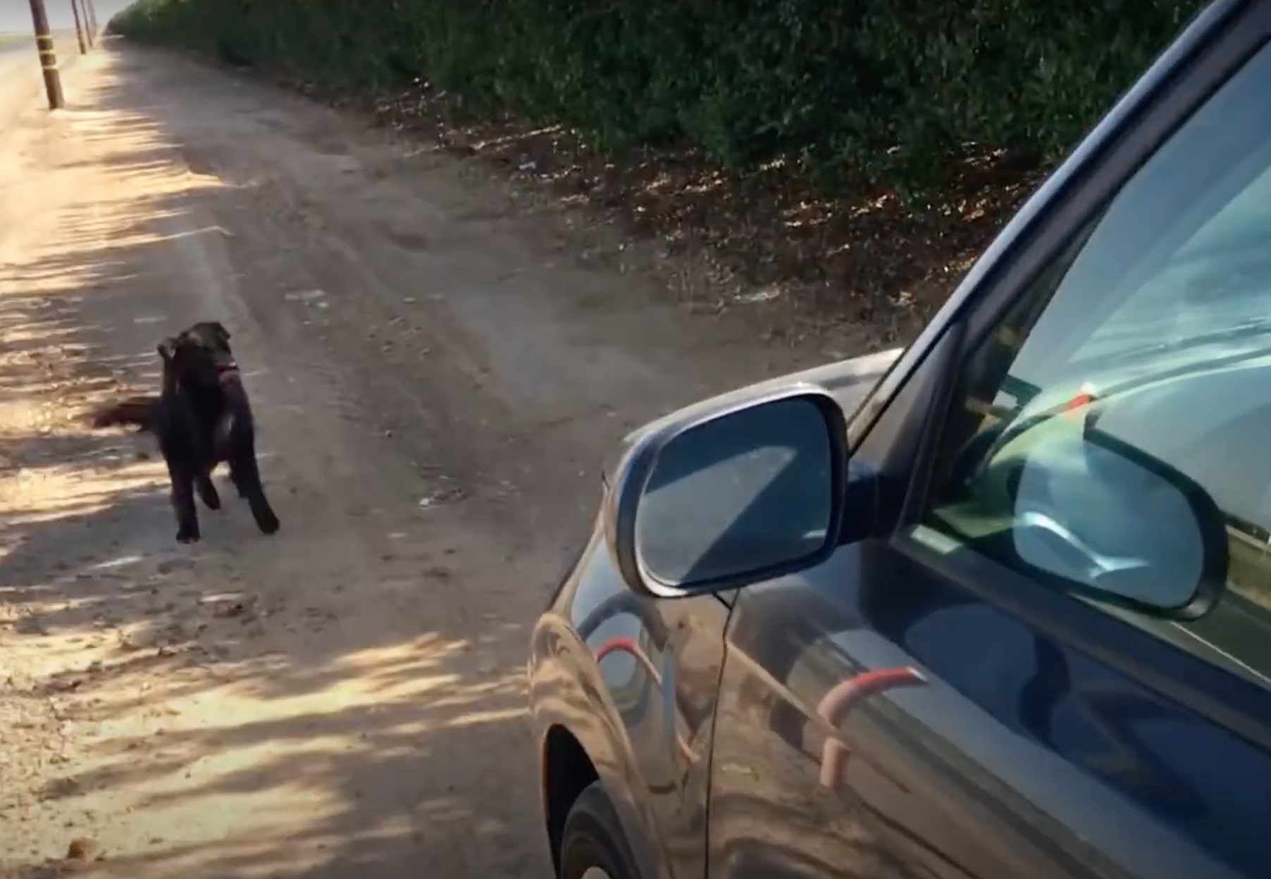 Stray dog keeps running away from rescuer until man discovers his secret