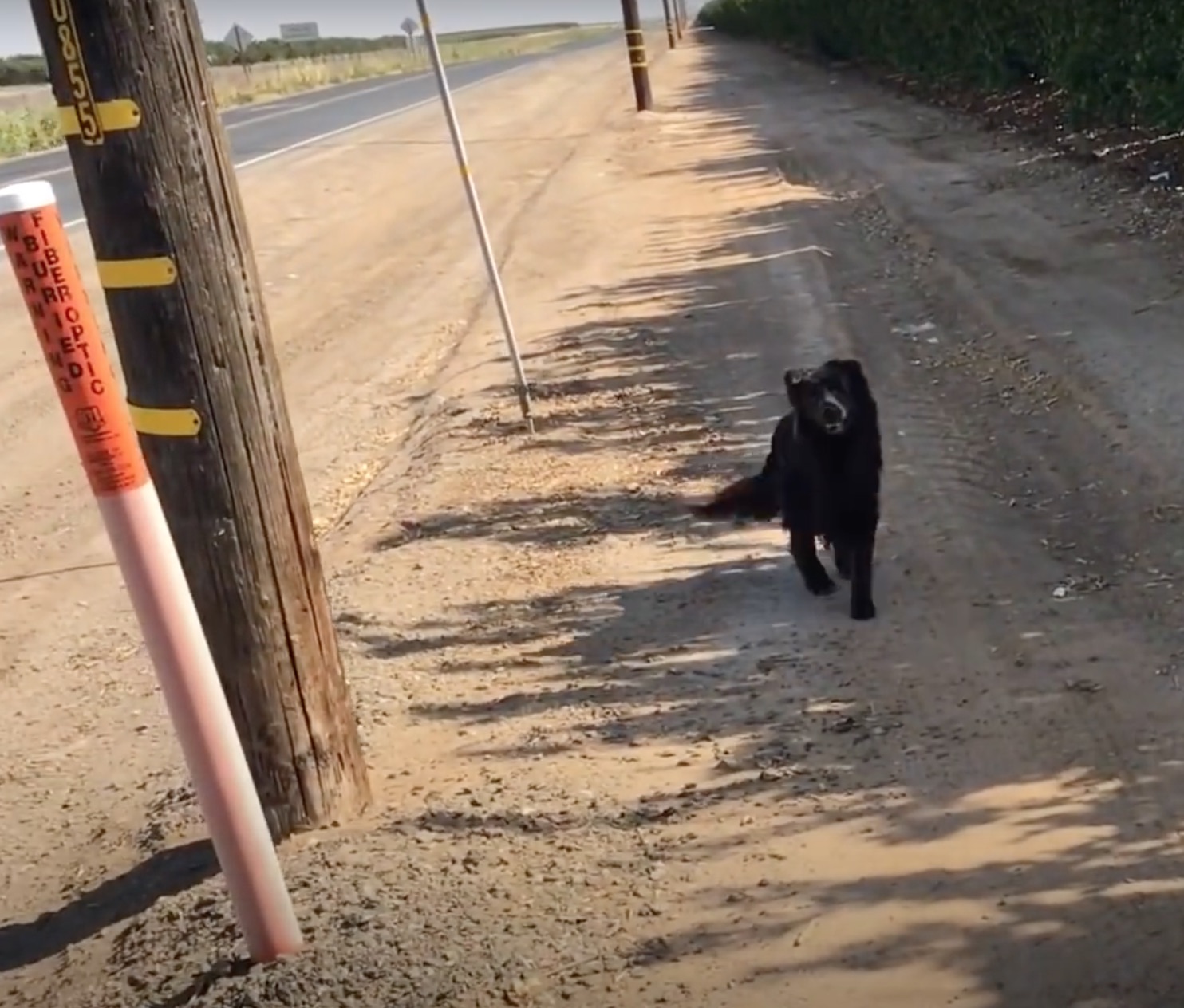 Stray dog keeps running away from rescuer until man discovers his secret