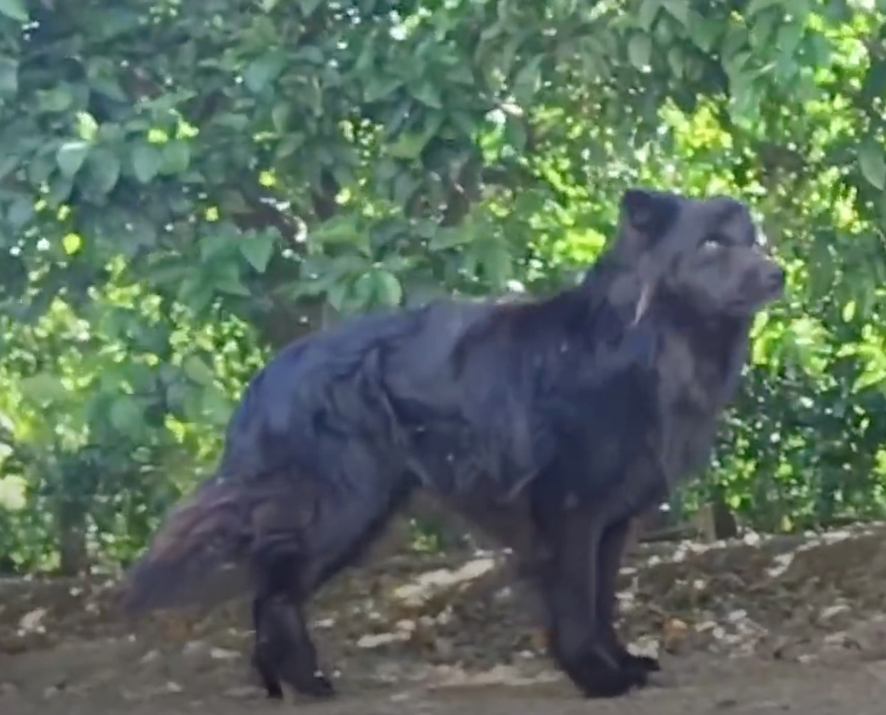 Stray dog keeps running away from rescuer until man discovers his secret