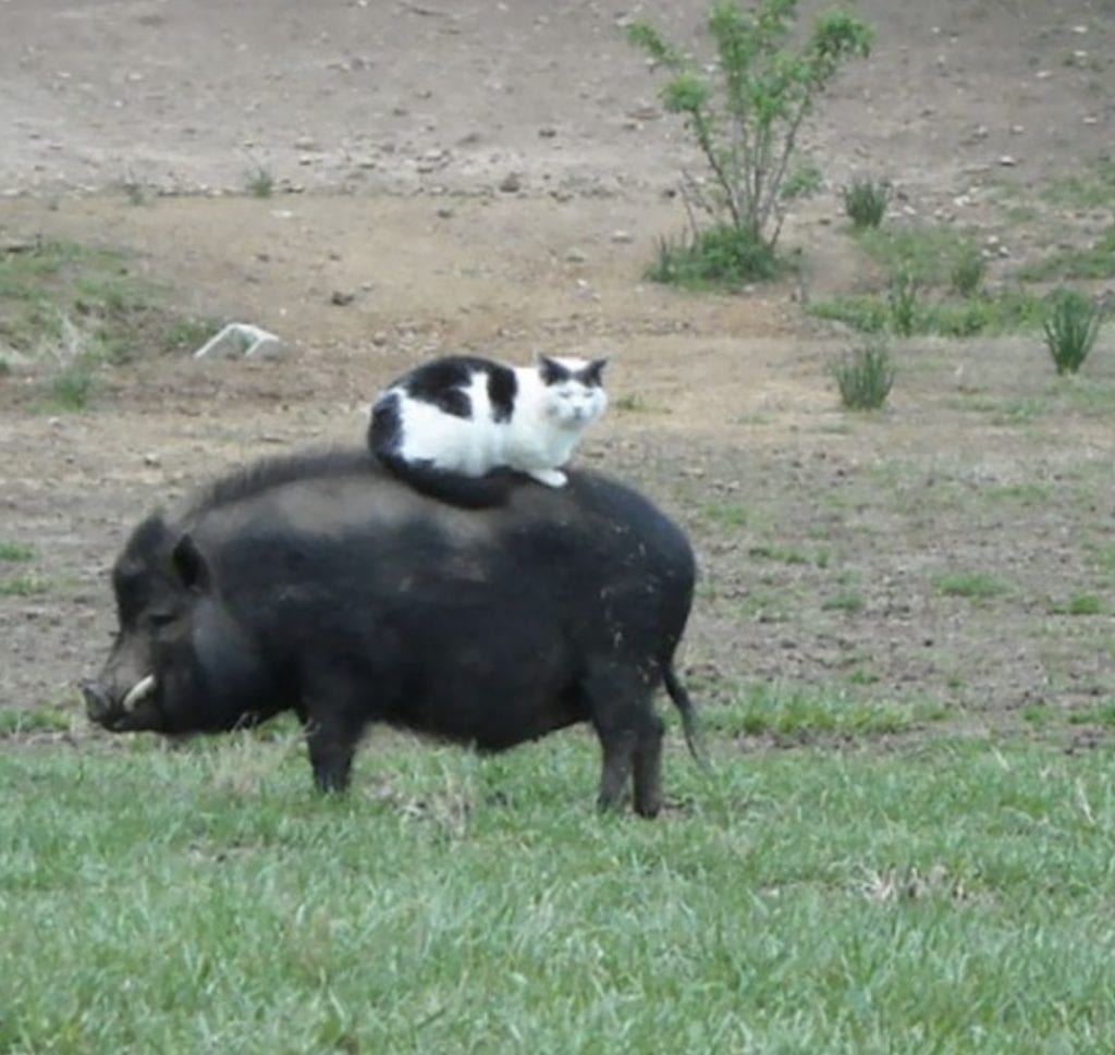 50 Hilarious Animals Living By Their Own Set Of Rules