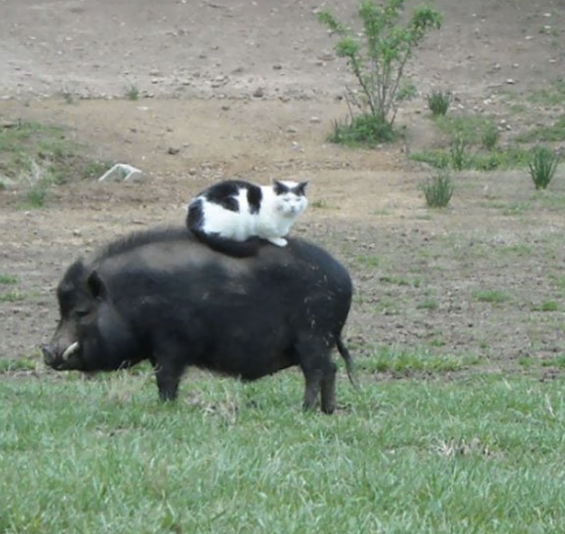 50 Hilarious Animals Living By Their Own Set Of Rules