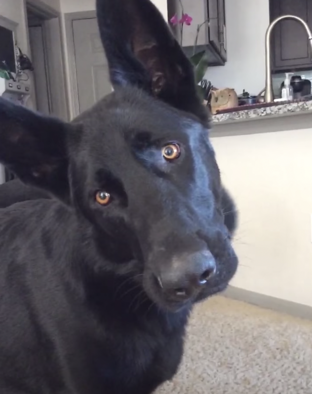 German Shepherd hears baby crying for first time, confusion fills his face