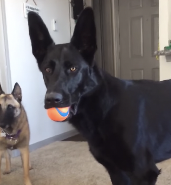 German Shepherd hears baby crying for first time, confusion fills his face