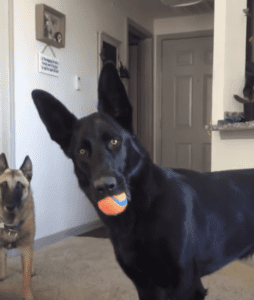 German Shepherd hears baby crying for first time, confusion fills his face