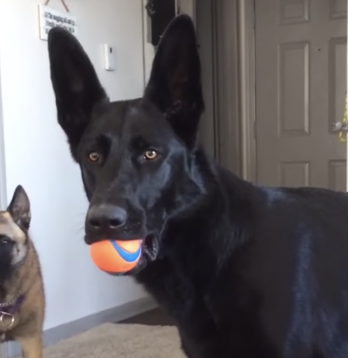 German Shepherd hears baby crying for first time, confusion fills his face