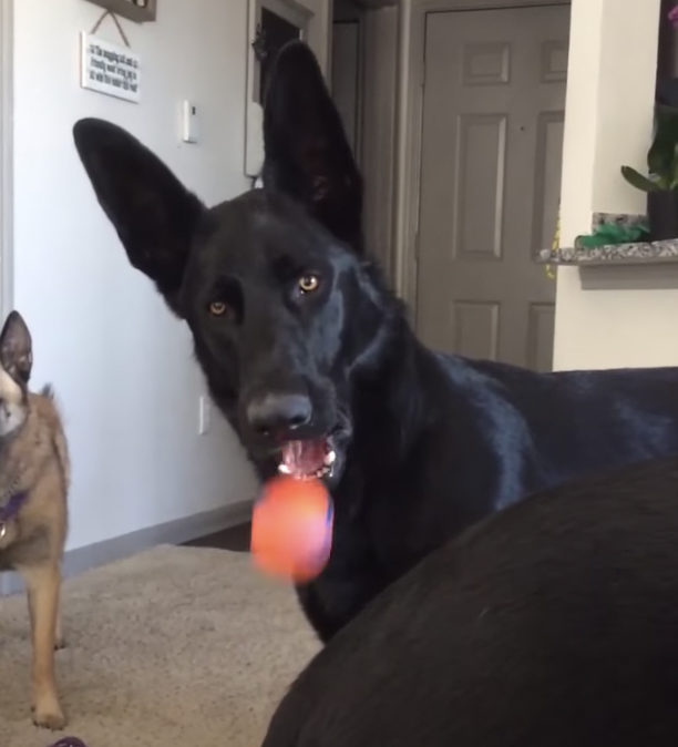 German Shepherd hears baby crying for first time, confusion fills his face