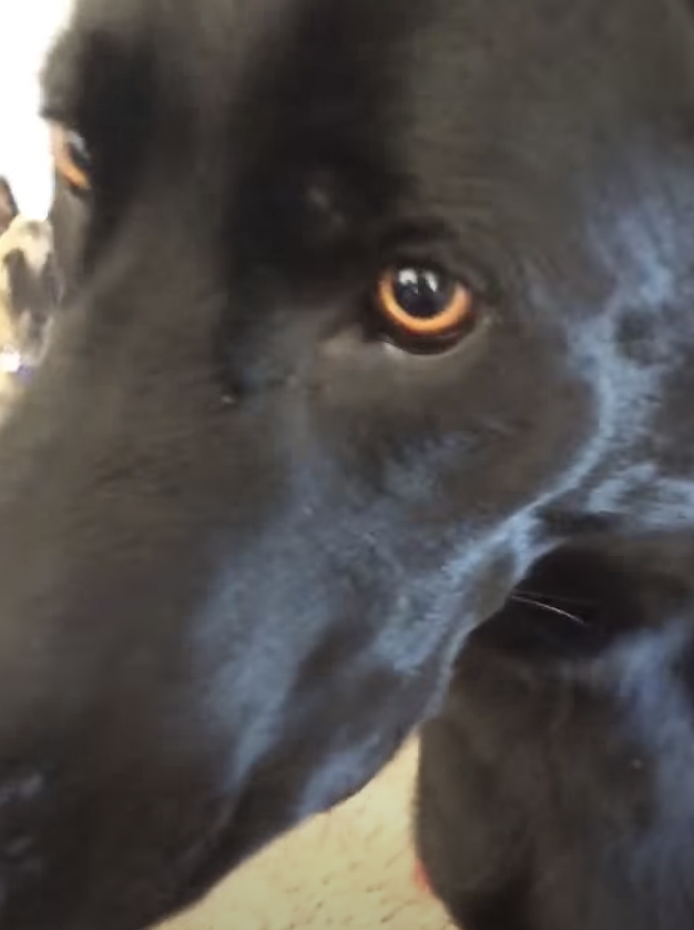 German Shepherd hears baby crying for first time, confusion fills his face