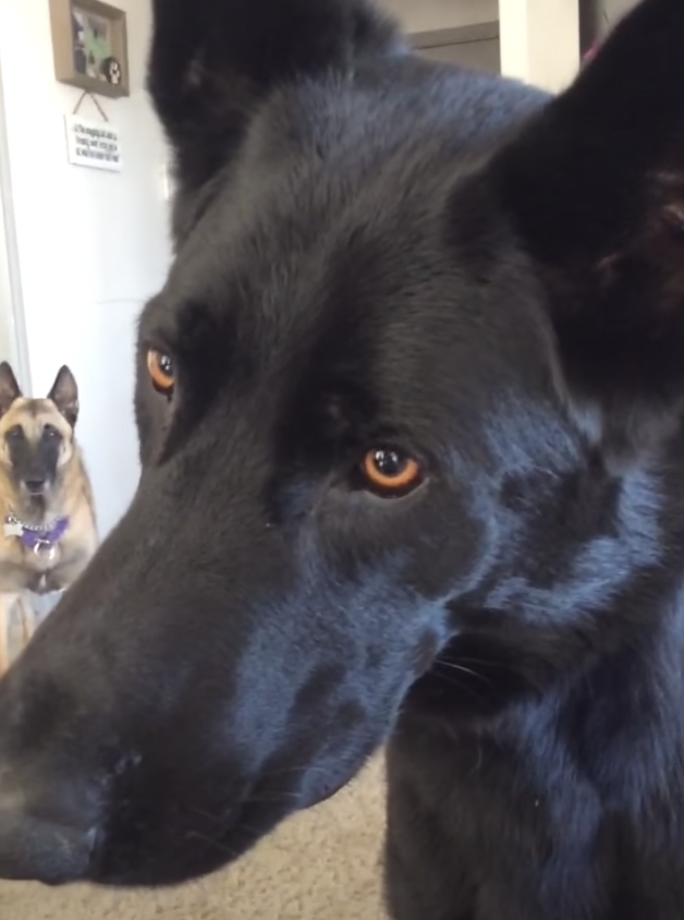 German Shepherd hears baby crying for first time, confusion fills his face