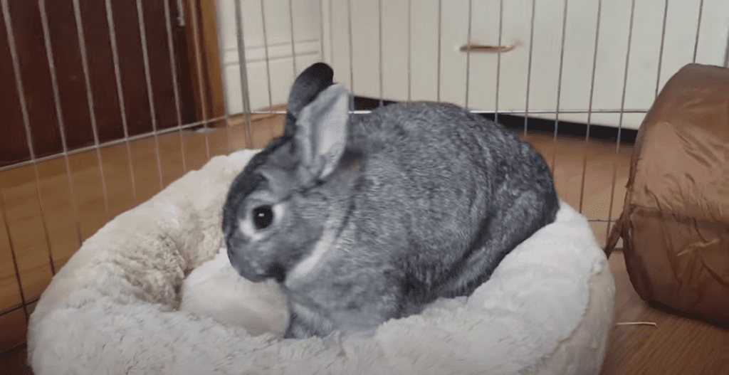 Bunny’s furious with owner for making bed messy, his response earns 2M ...