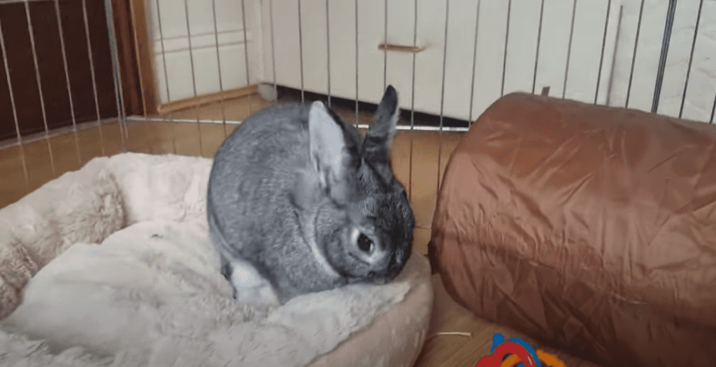 Bunny’s furious with owner for making bed messy, his response earns 2M ...