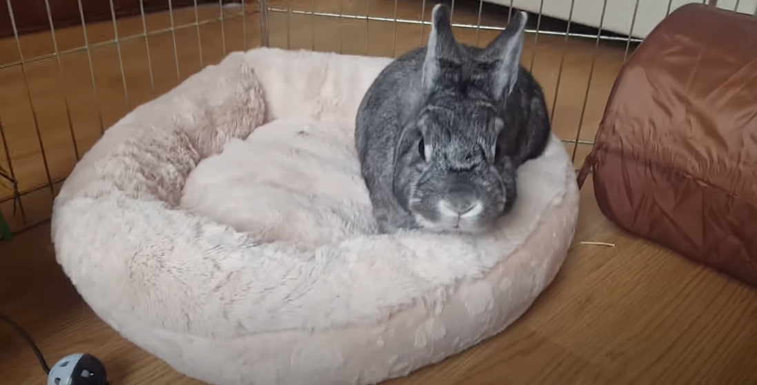 Bunny’s furious with owner for making bed messy, his response earns 2M ...