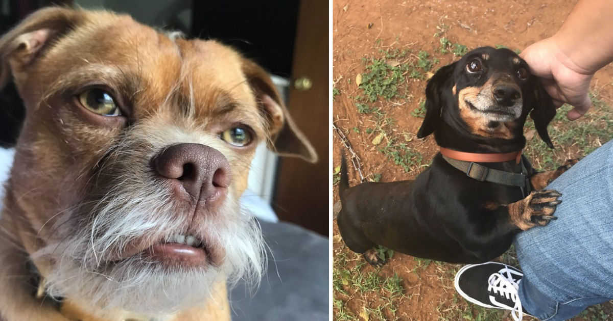 50 animals who are so expressive their faces tell a whole story