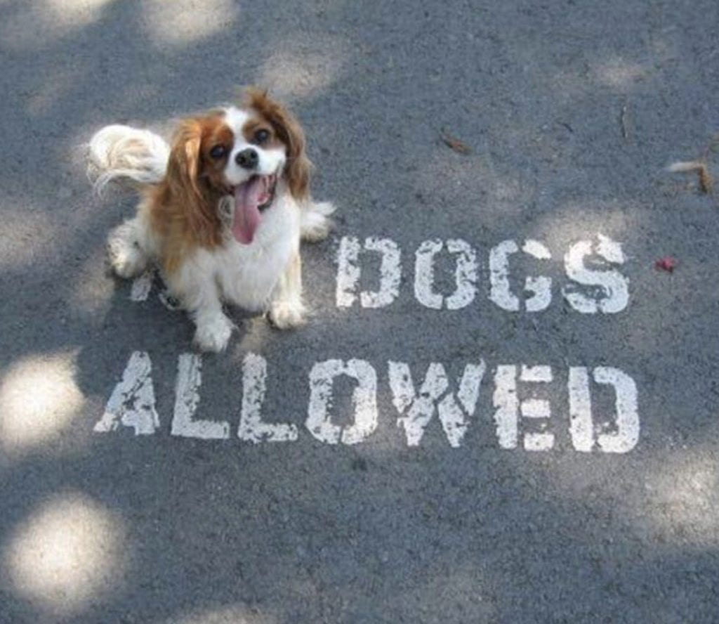 50 Hilarious Animals Living By Their Own Set Of Rules