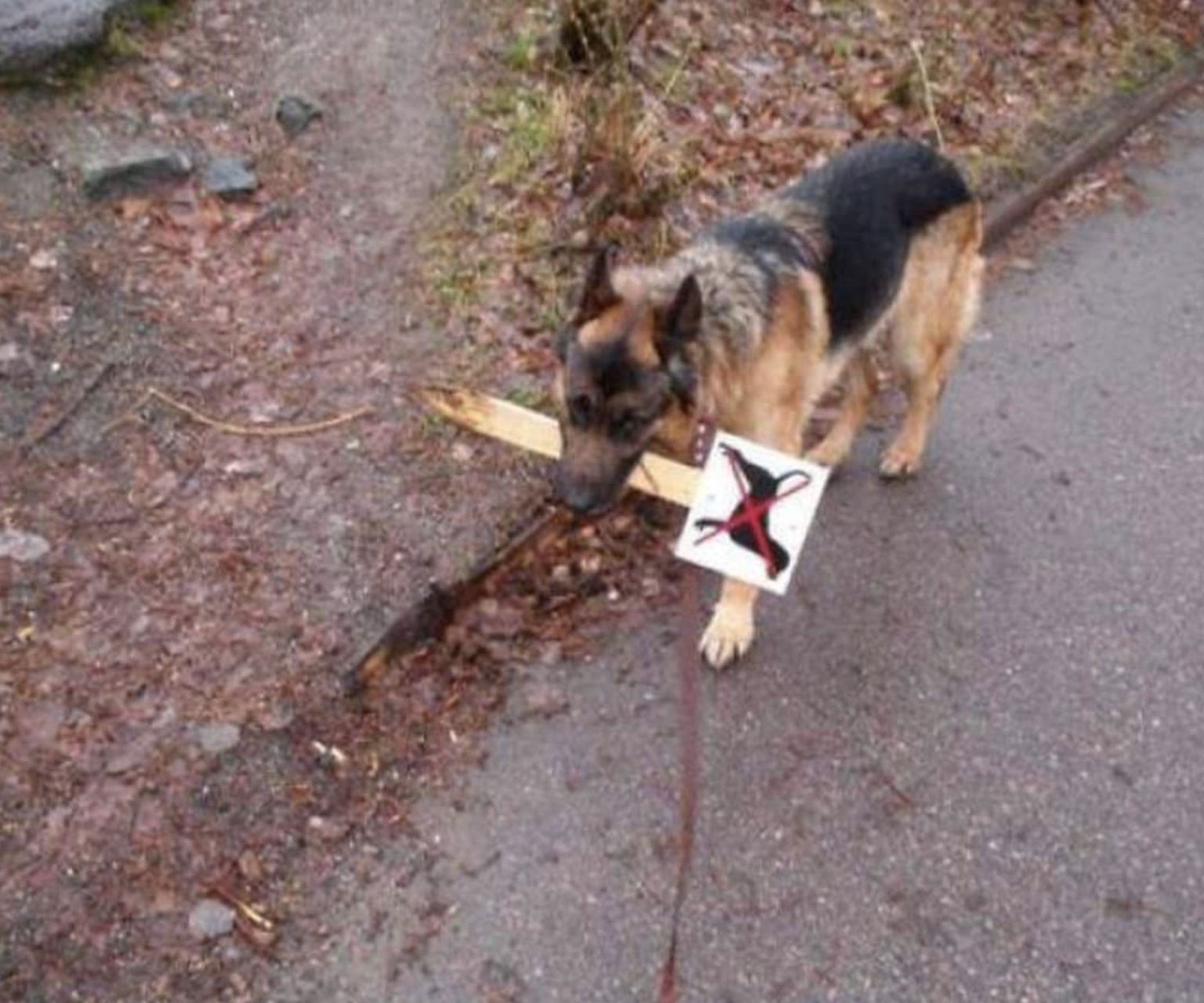 50 Hilarious Animals Living By Their Own Set Of Rules