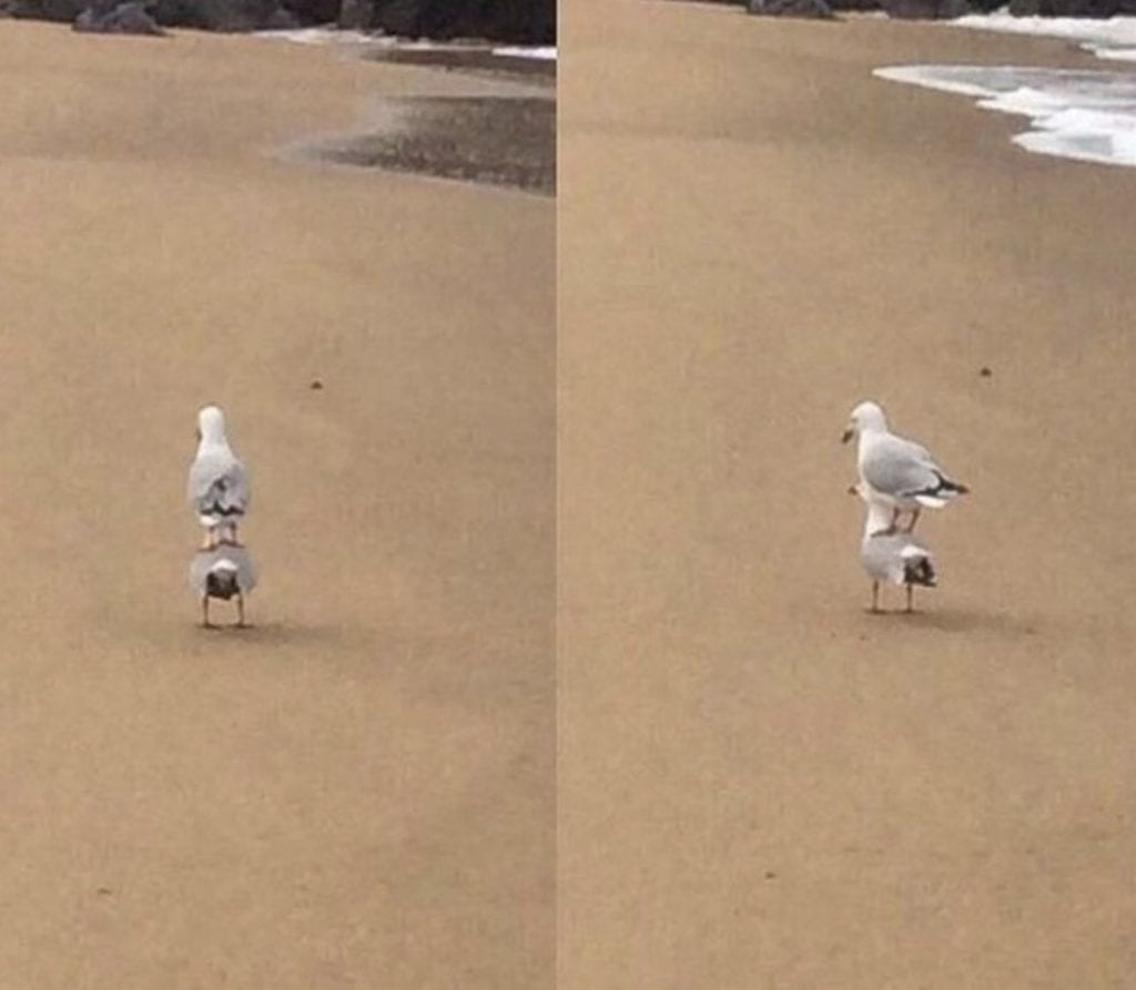 50 Hilarious Animals Living By Their Own Set Of Rules