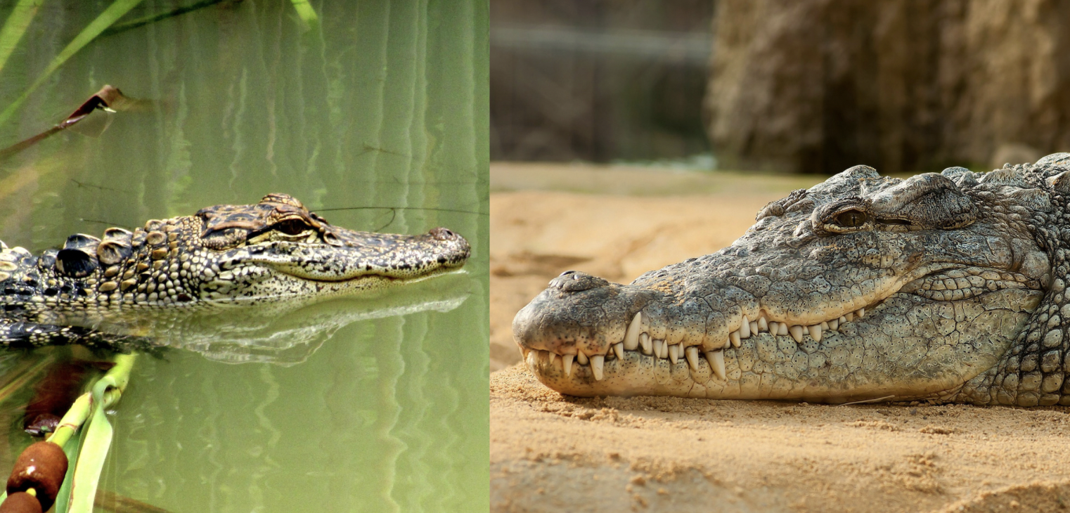 40 Animals that people commonly mistake for another