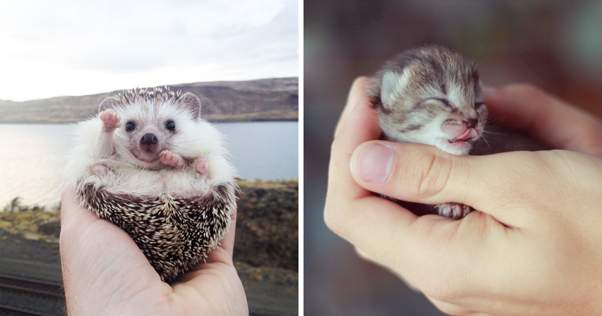 73 people holding tiny animals in their hands is cuteness overload