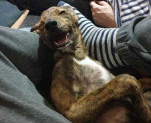 50 Grinning Dogs Sure To Put A Smile On Your Face
