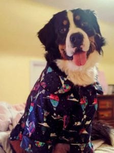 50 Grinning Dogs Sure To Put A Smile On Your Face