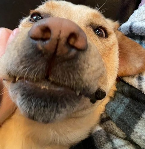 50 Grinning Dogs Sure To Put A Smile On Your Face