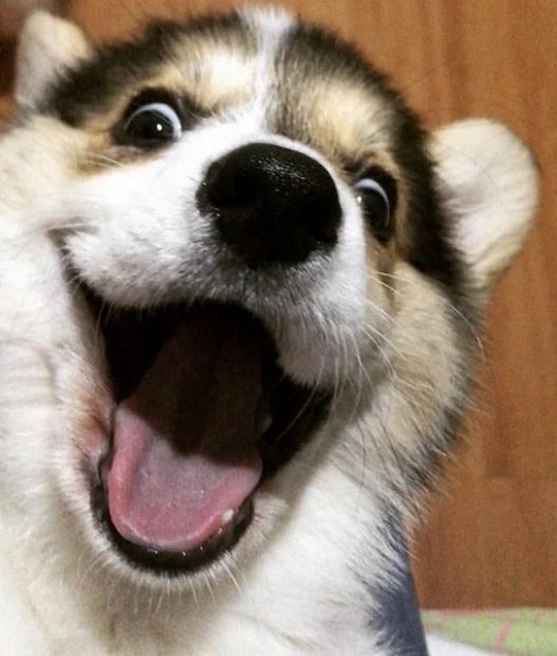50 Grinning Dogs Sure To Put A Smile On Your Face