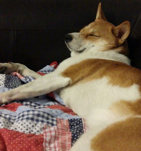 50 Grinning Dogs Sure To Put A Smile On Your Face