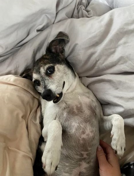 50 Grinning Dogs Sure To Put A Smile On Your Face