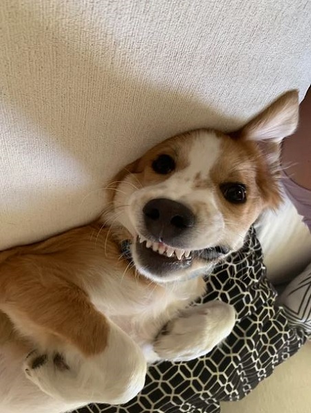 50 Grinning Dogs Sure To Put A Smile On Your Face