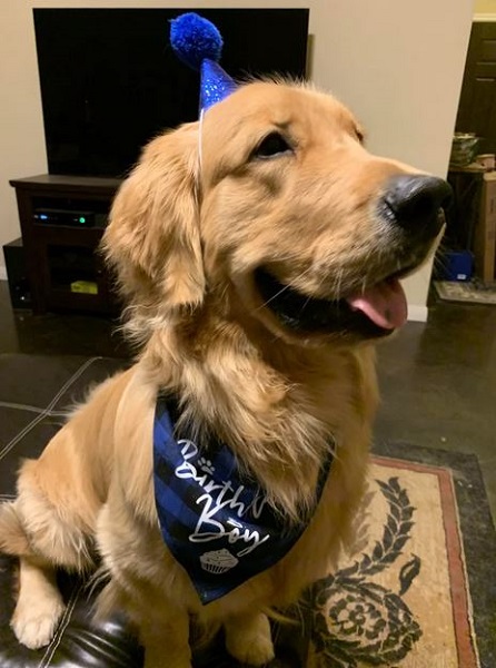 50 Grinning Dogs Sure To Put A Smile On Your Face