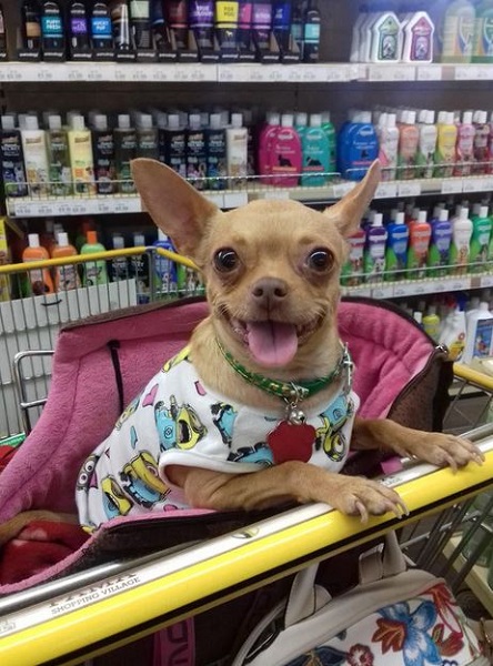 50 Grinning Dogs Sure To Put A Smile On Your Face