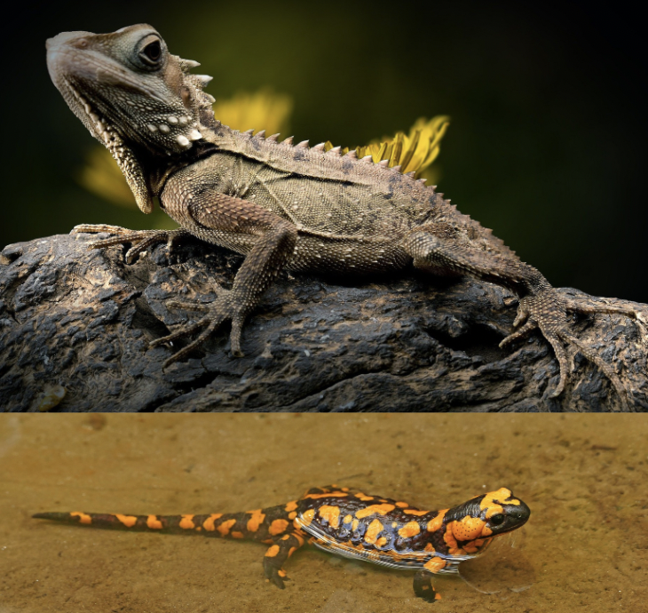 40 Animals that people commonly mistake for another