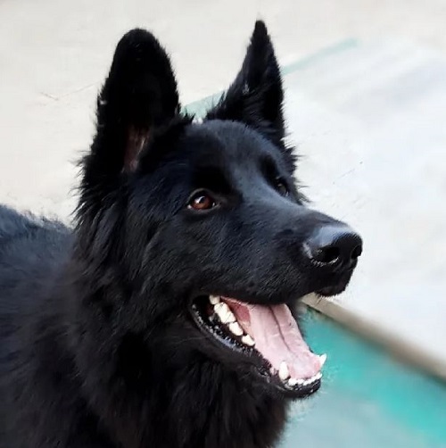 50 Grinning Dogs Sure To Put A Smile On Your Face