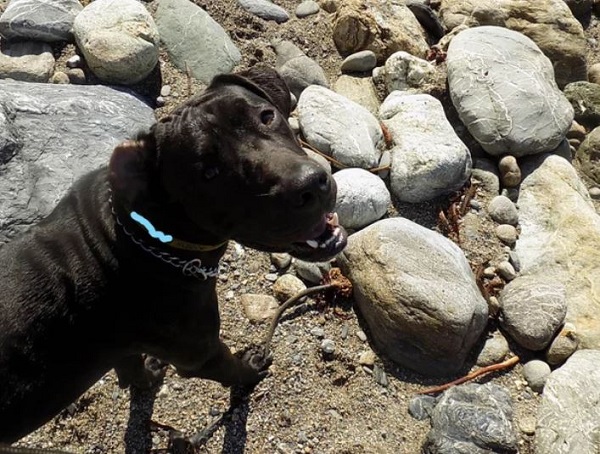 50 Grinning Dogs Sure To Put A Smile On Your Face