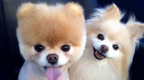 50 Grinning Dogs Sure To Put A Smile On Your Face