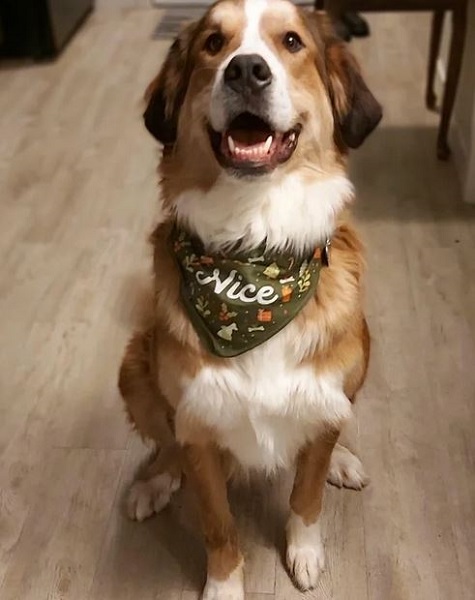 50 Grinning Dogs Sure To Put A Smile On Your Face