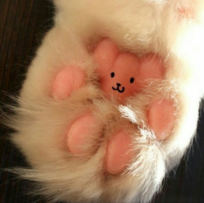 35 Animals That Look Like Other Things