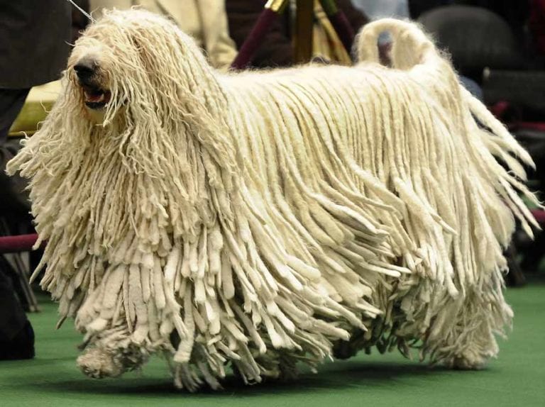 35 Animals That Look Like Other Things