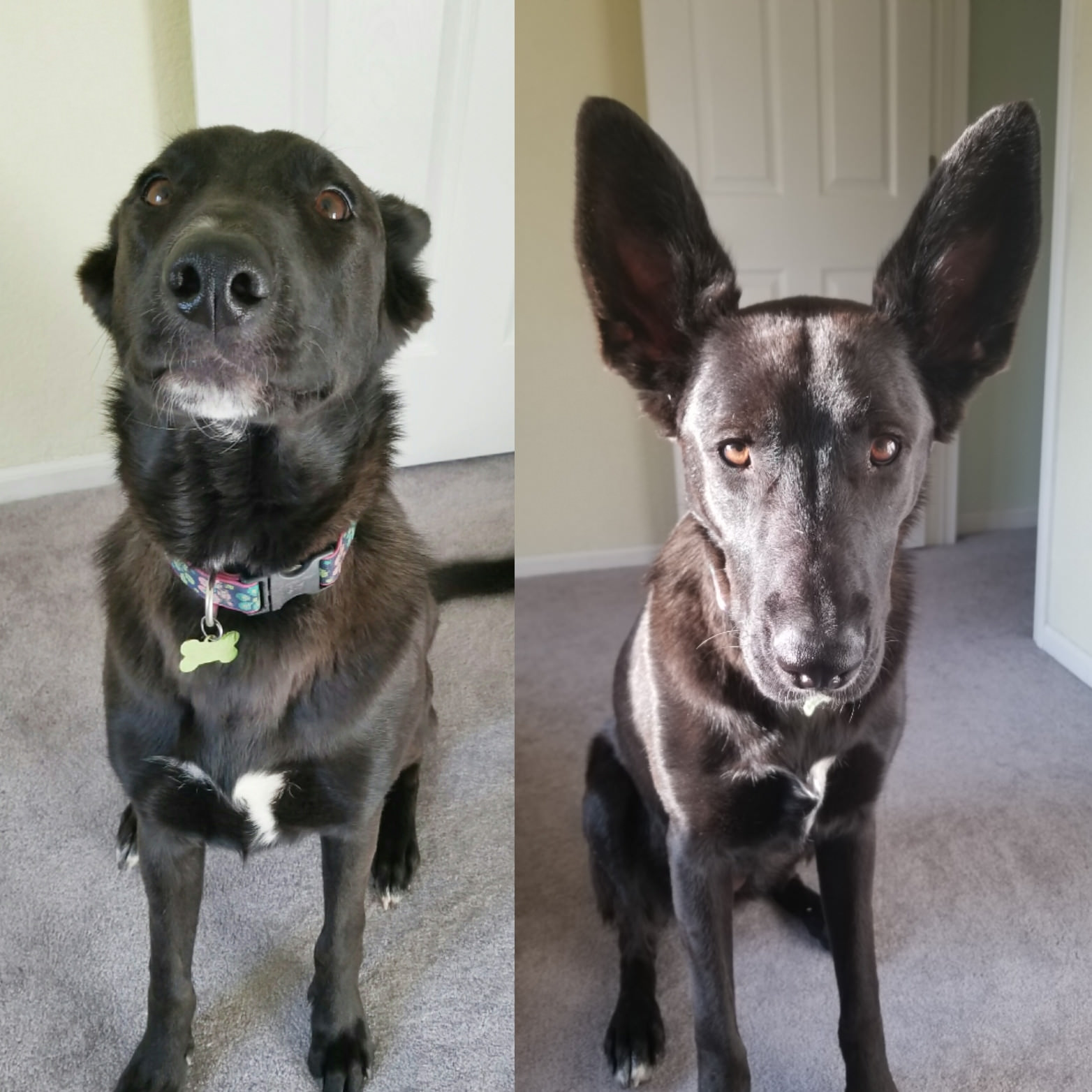 35 Animals That Look Like Other Things